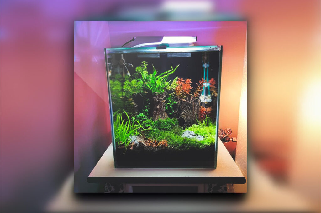 Jak urządzić akwarium - 6 modnych aranżacji