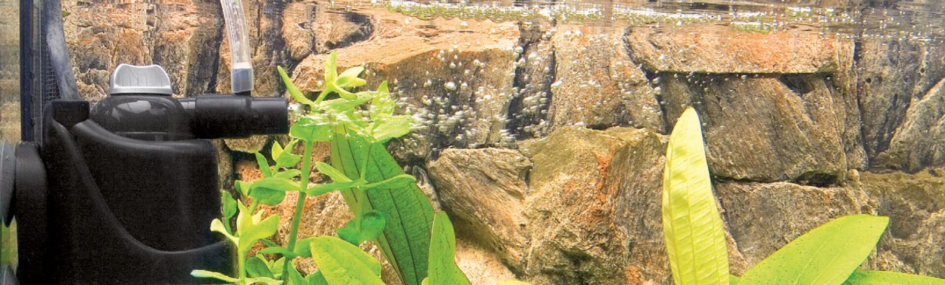 Cykl azotowy w akwarium – co to jest? - Aquael