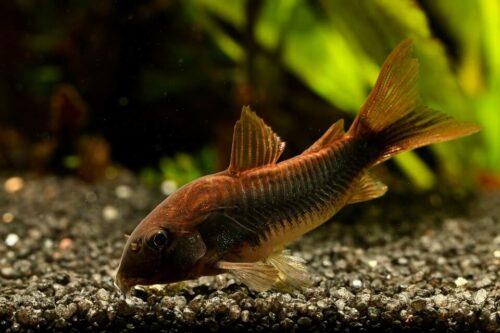 Kirysy – opis gatunku i podstawowe porady hodowli - Aquael