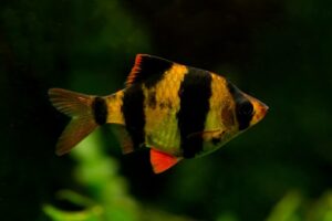 Brzanki – opis gatunku i podstawowe porady hodowli - Aquael